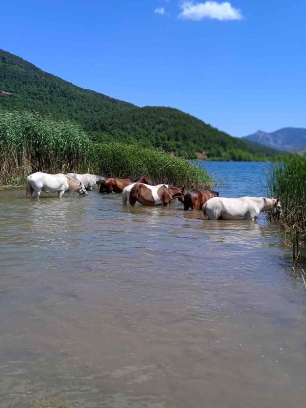 Patsios Horses - Βόλτα με Άλογα στη Λίμνη Δόξα Ορεινή Κορινθία