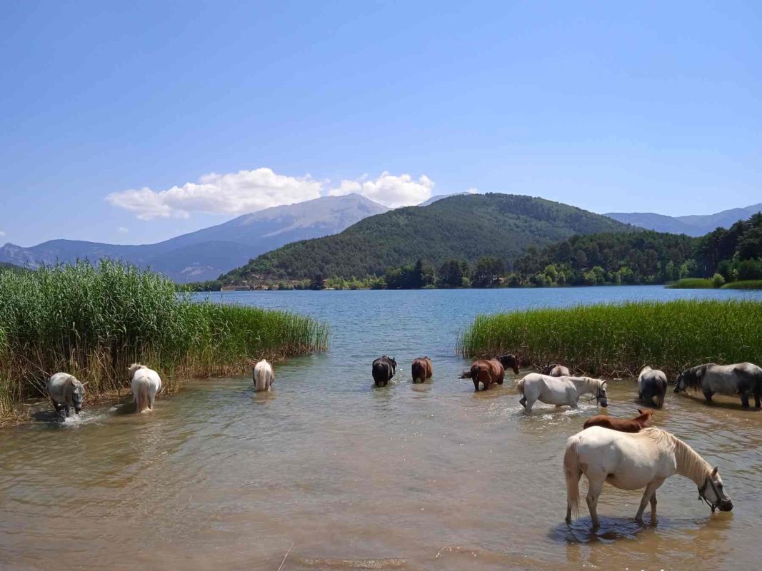 Patsios Horses - Βόλτα με Άλογα στη Λίμνη Δόξα Ορεινή Κορινθία