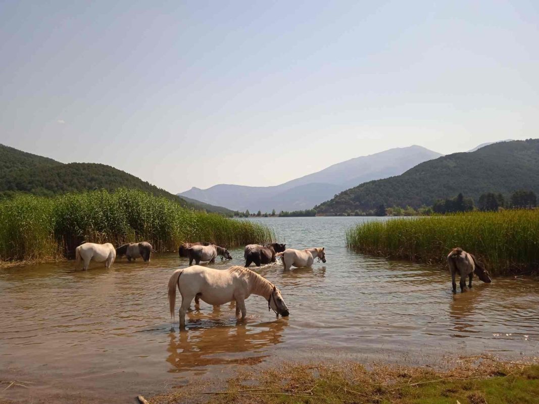 Patsios Horses - Βόλτα με Άλογα στη Λίμνη Δόξα Ορεινή Κορινθία