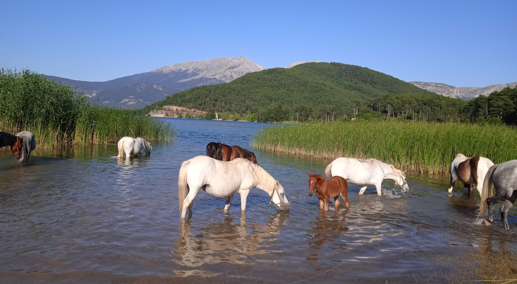 Patsios Horses - Βόλτα με Άλογα στη Λίμνη Δόξα Ορεινή Κορινθία